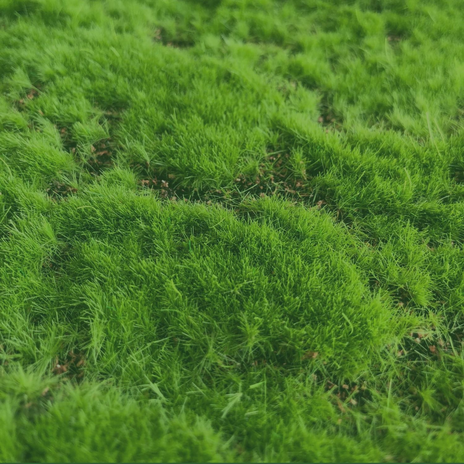 Musgo Artificial - JardinVertical.es